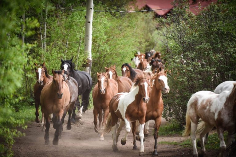 Dude Ranches with Adult Only Weeks | DudeRanch.com
