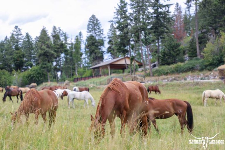 Montana Dude Ranch Vacation Destinations | DudeRanch.com