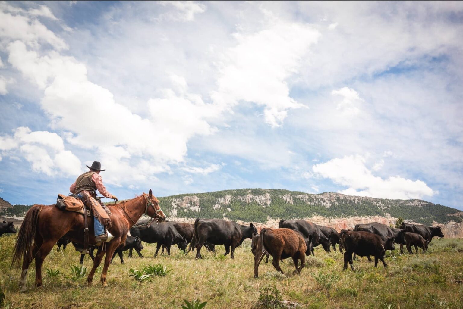 Double Rafter Cattle Drives | Info, Pics, Maps + More