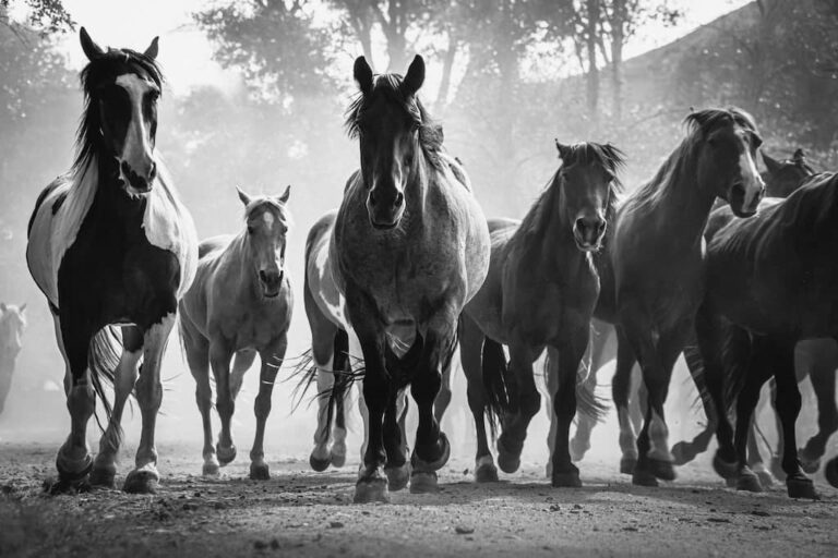 All-inclusive Dude Ranches | DudeRanch.com